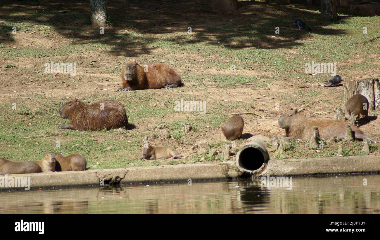 Animal, Capybara, Horto Florestal Park, São Paulo, Brazil Stock Photo ...