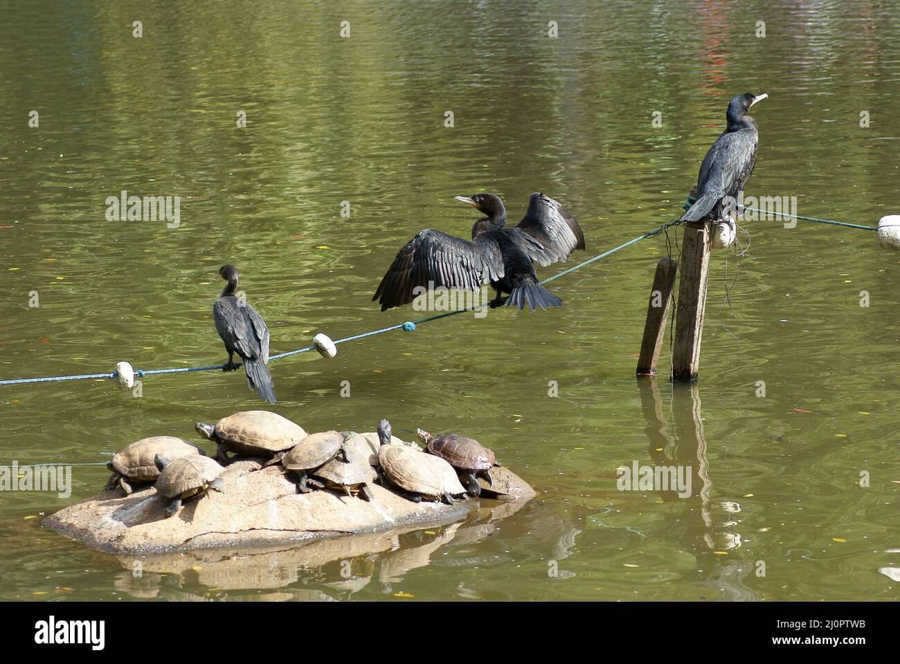 Animal, Biguá, Turtle, Horto Florestal Park, São Paulo, Brazil Stock ...