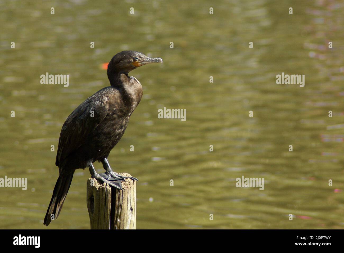 Horto florestal park hi-res stock photography and images - Alamy
