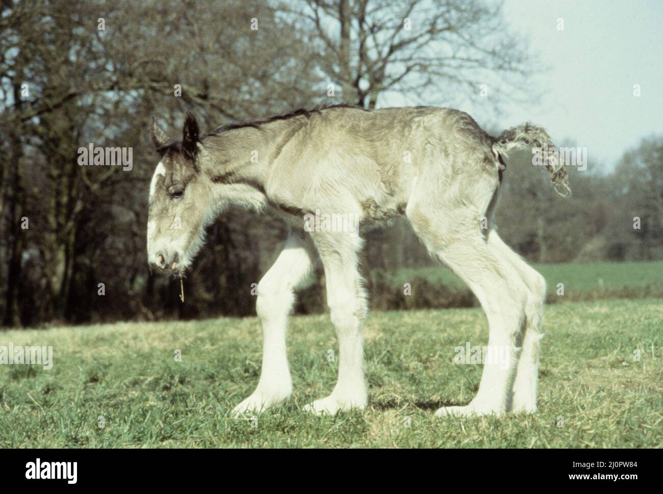 Four hours old shire colt foal born to mar Sarendon charm takes his ...