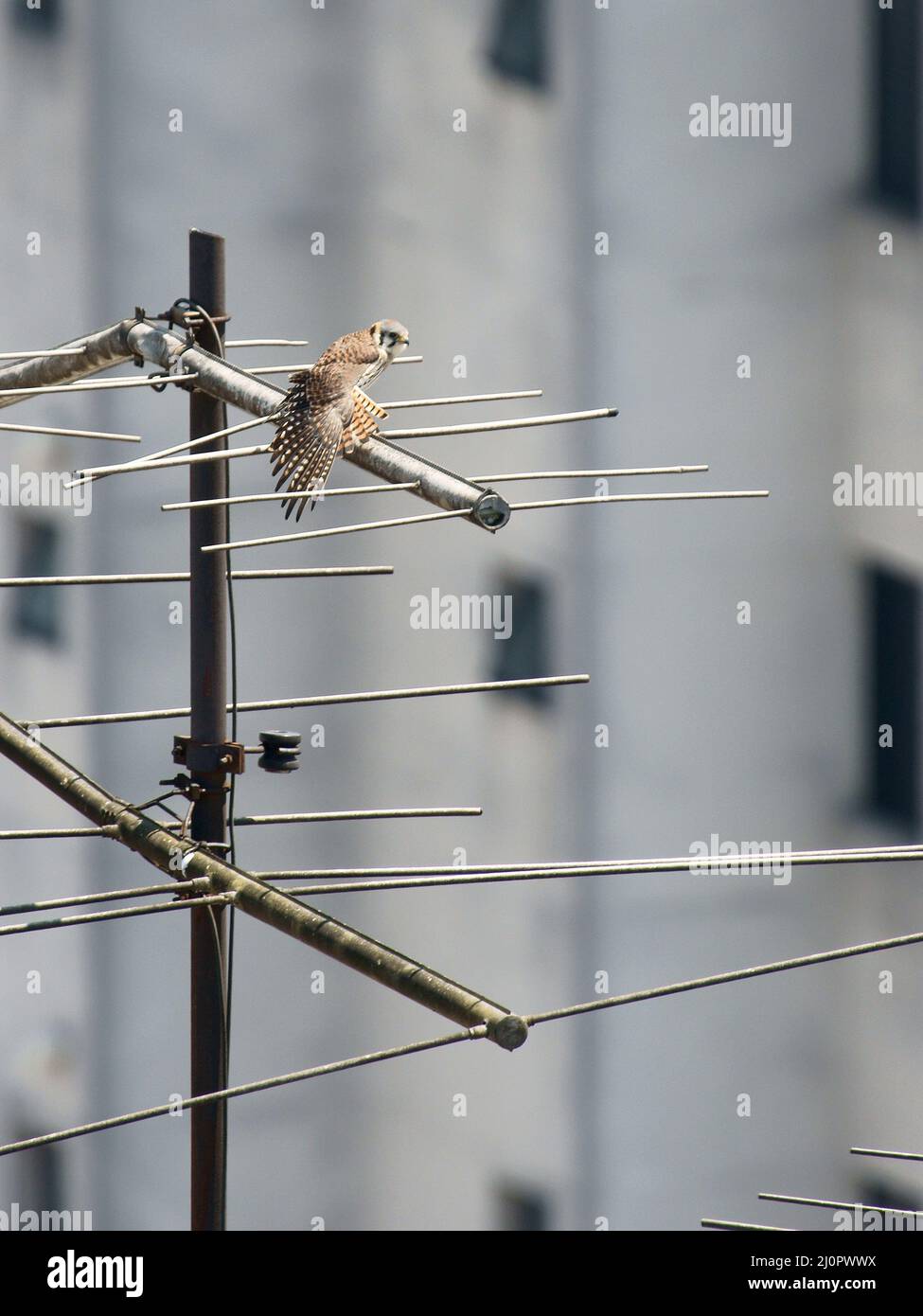 Bird, bird, Falco Sparverius, Peruche, São Paulo, Brazil Stock Photo ...