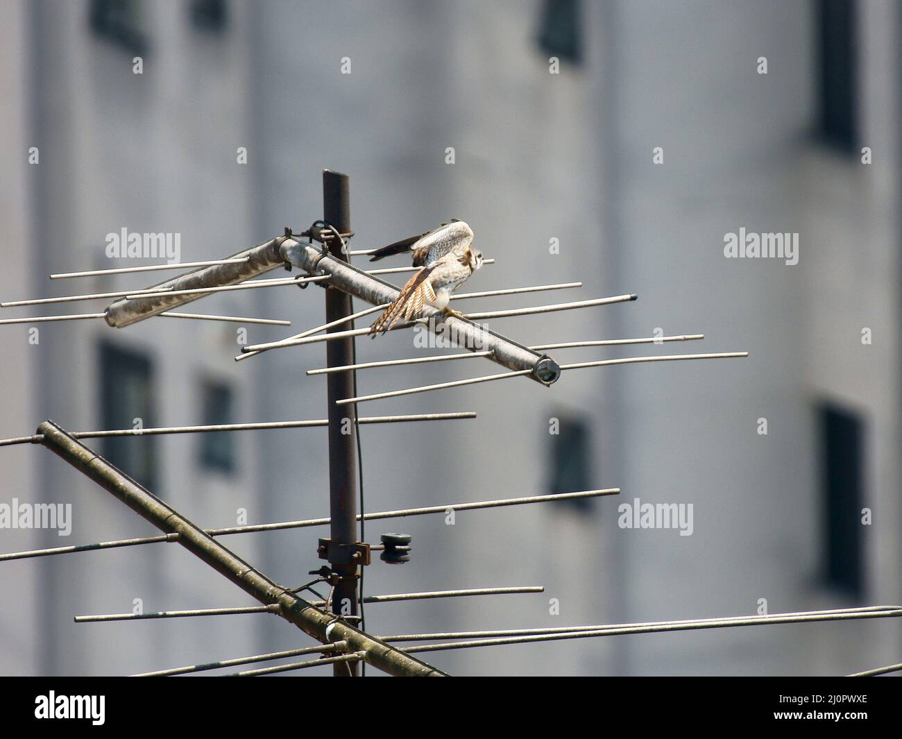 Peruche hi-res stock photography and images - Alamy
