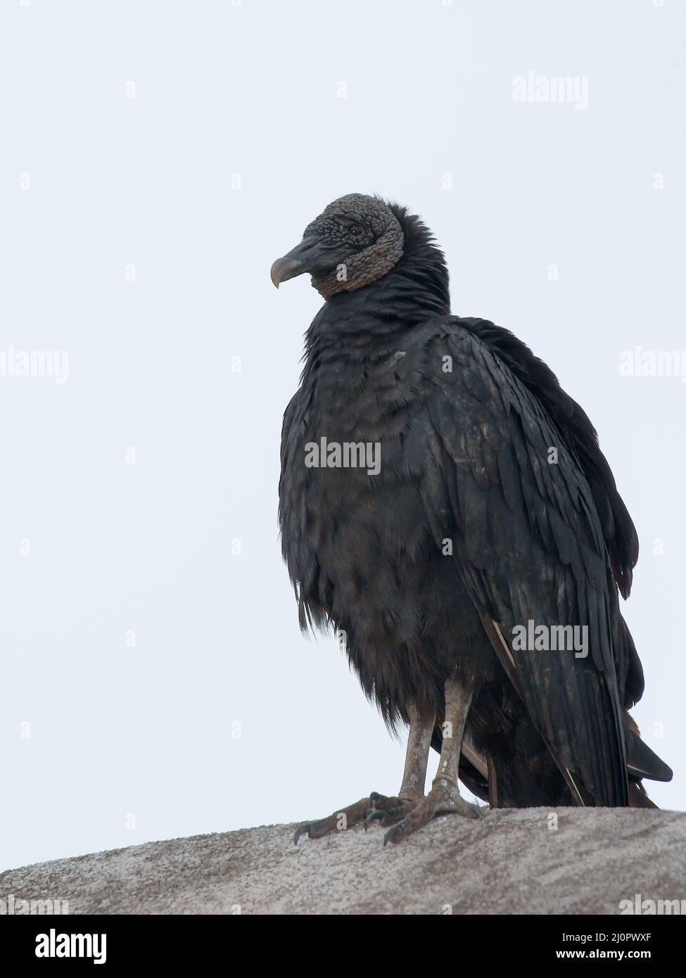 Peruche hi-res stock photography and images - Alamy