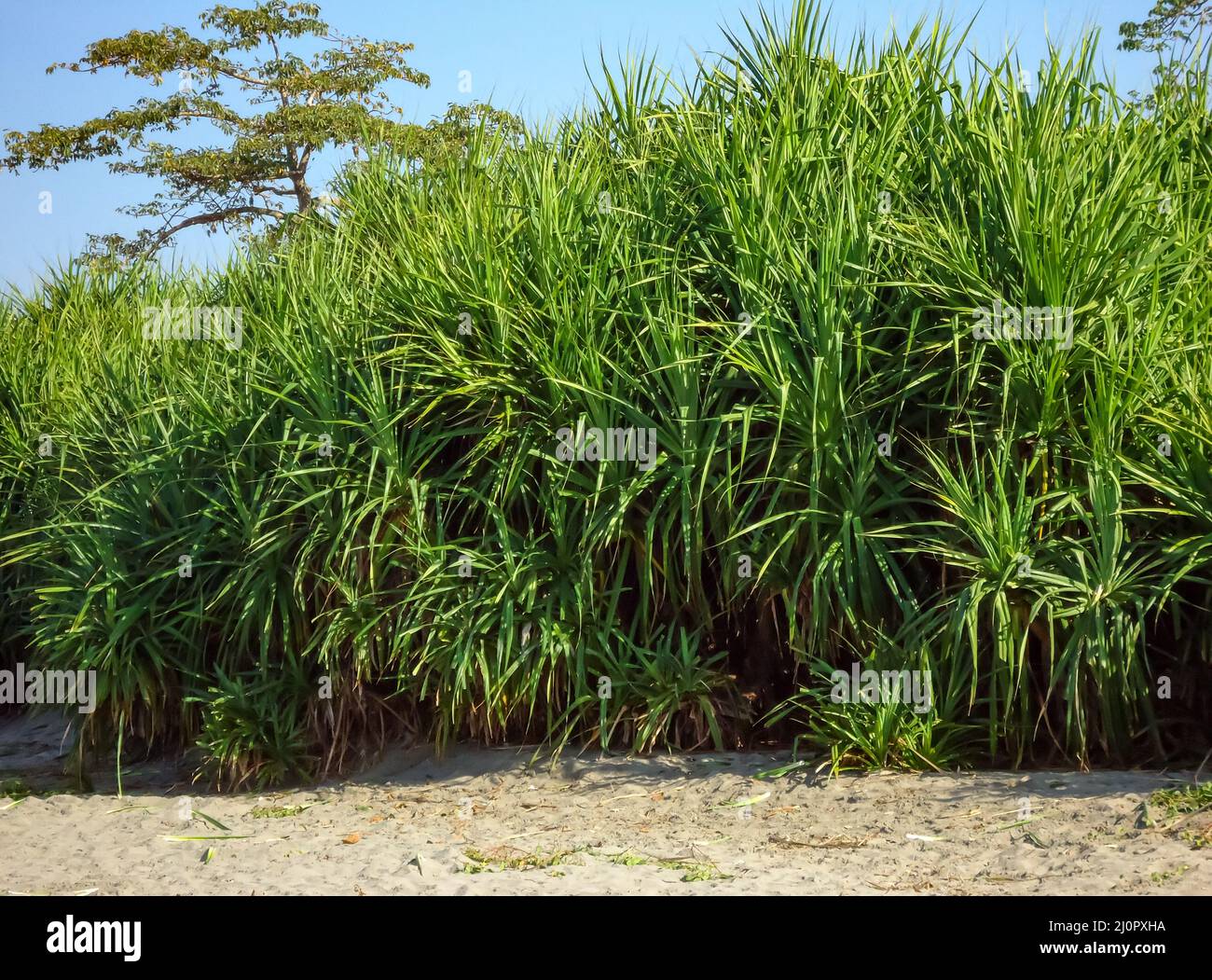 beach side trees Stock Photo - Alamy