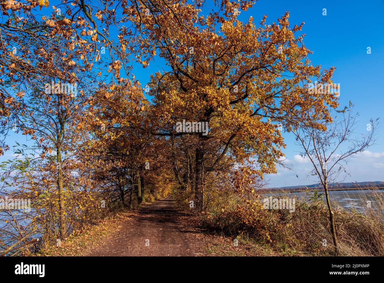 Forest path in nature hi-res stock photography and images - Alamy
