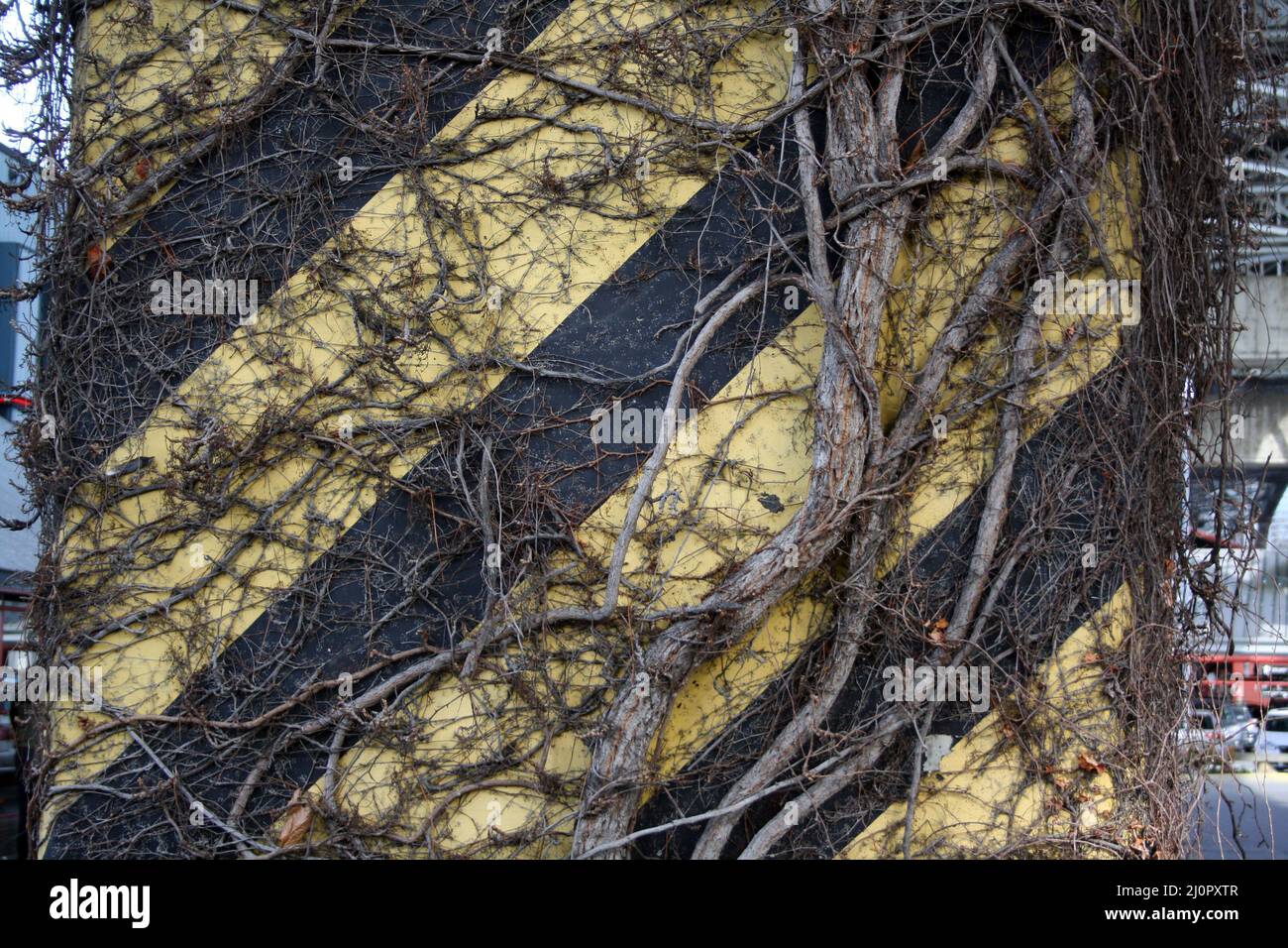 Close-up of a road column covered with tree branches Stock Photo - Alamy