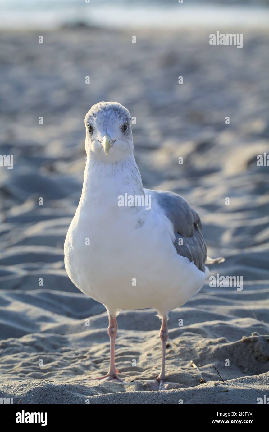 A black-headed gull on the Baltic Sea. Black-headed gulls are a smaller ...