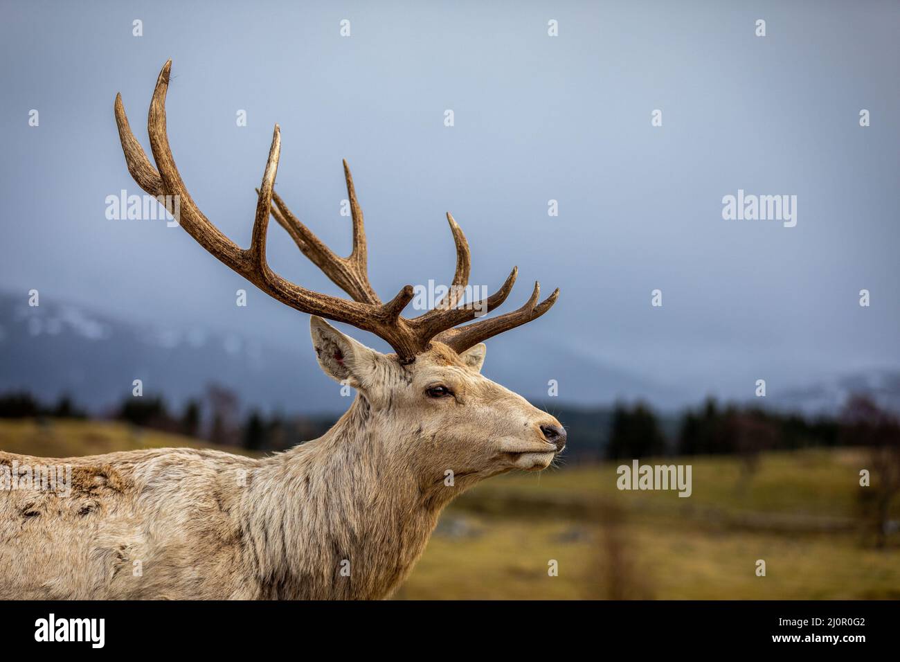 Kincraig hi-res stock photography and images - Alamy