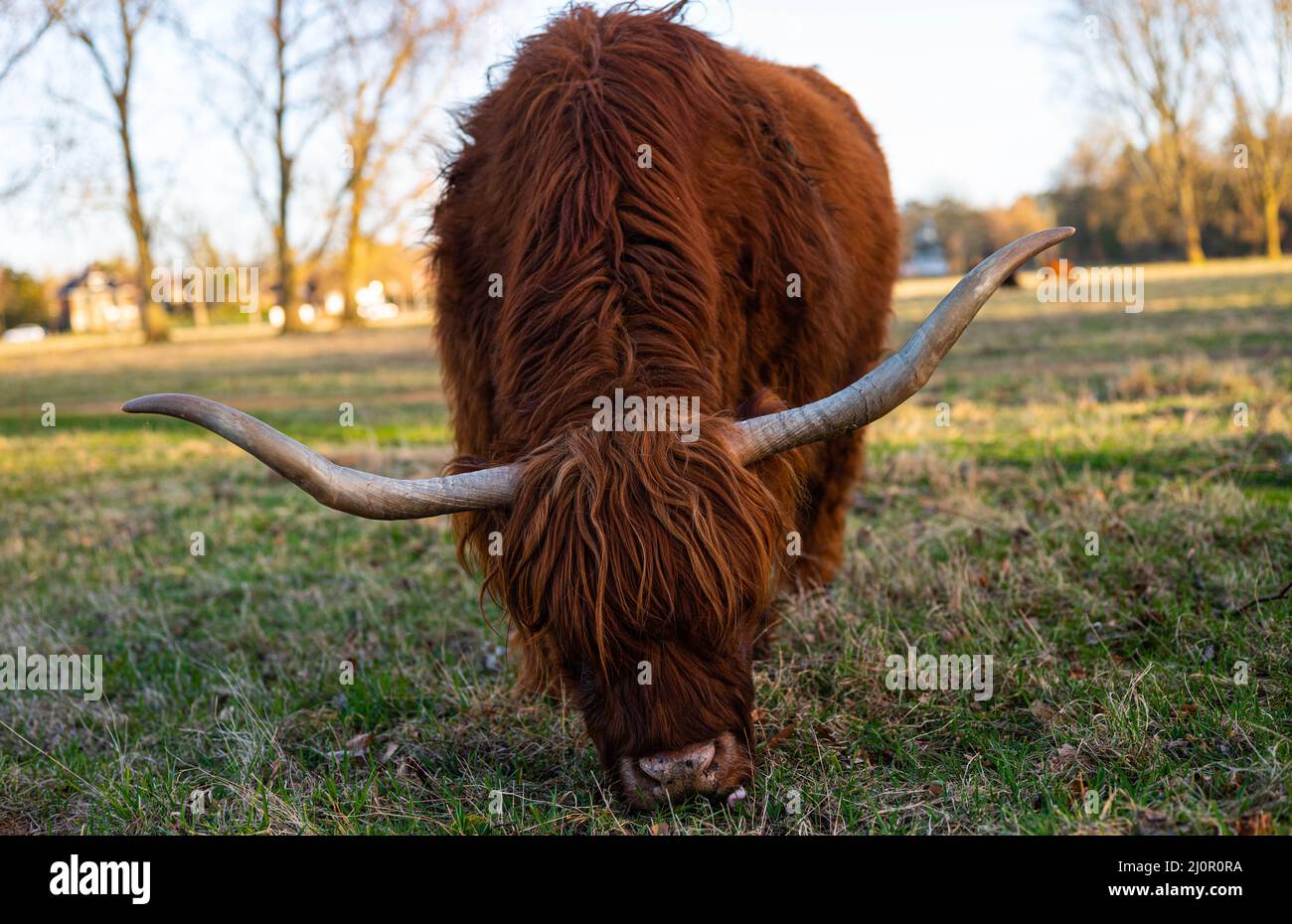 beautiful Scottish highlander with big horns grazing in a meadow Stock ...