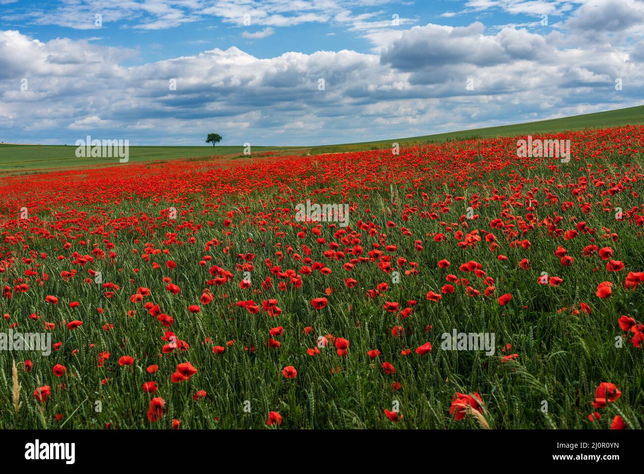 Landscape shot with poppy field Stock Photo - Alamy