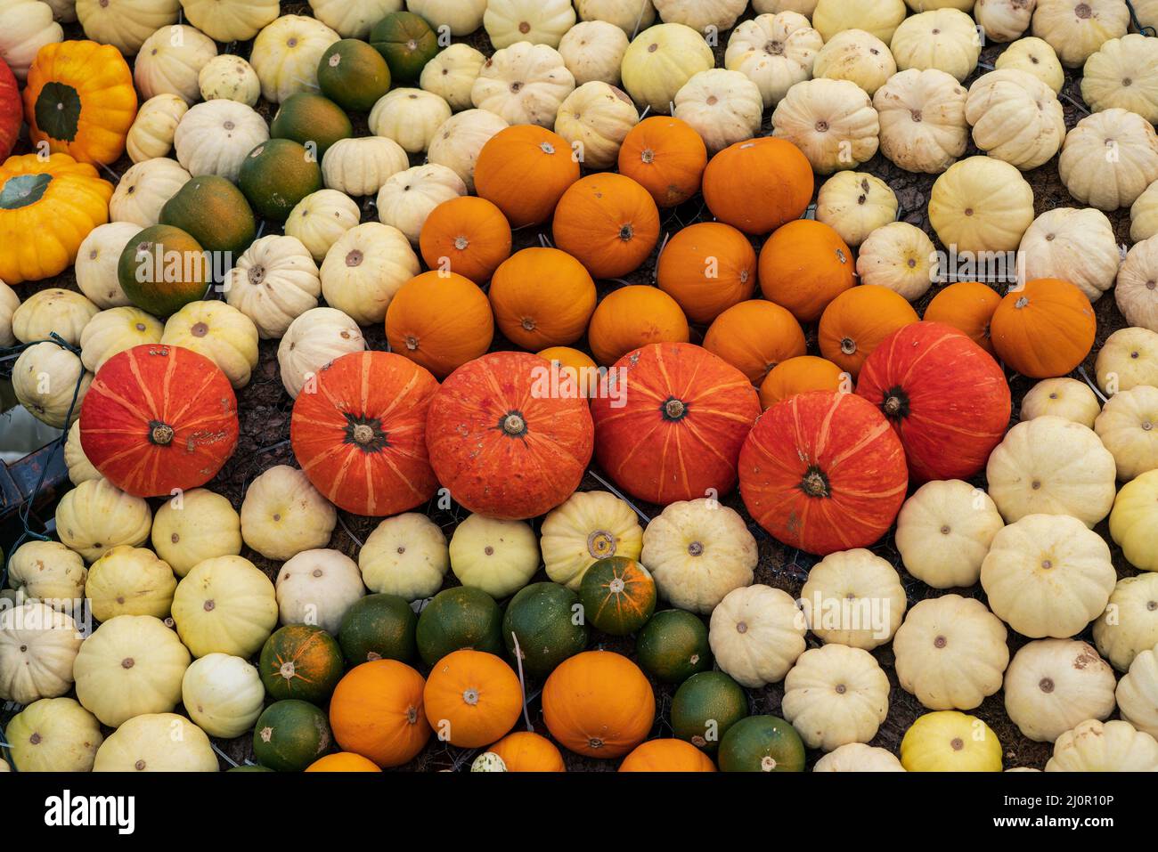 Types of gourds hi-res stock photography and images - Alamy