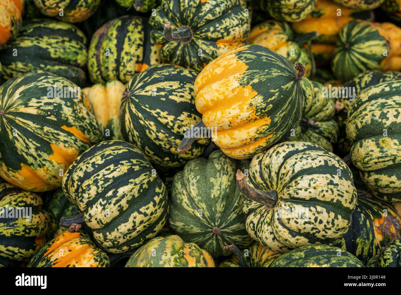 Close up green pumpkins hi-res stock photography and images - Alamy