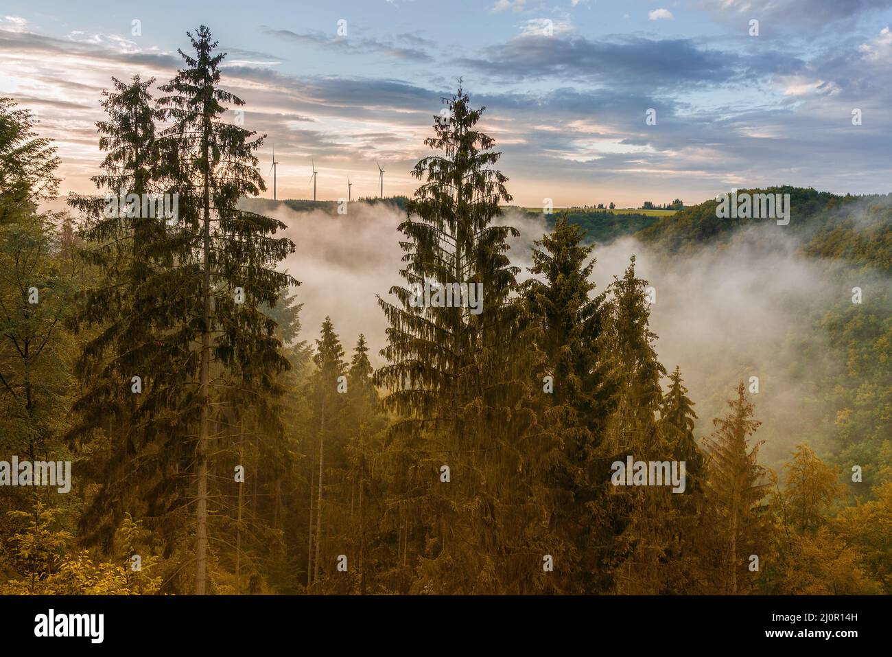 Burnt over forest hi-res stock photography and images - Alamy