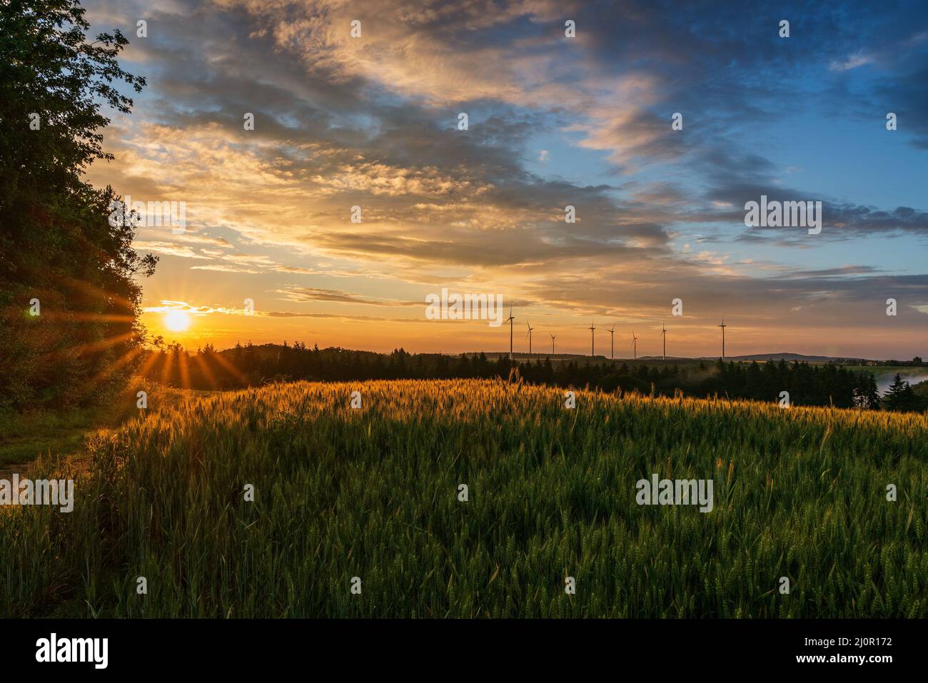 Sunset over wheat field Stock Photo - Alamy
