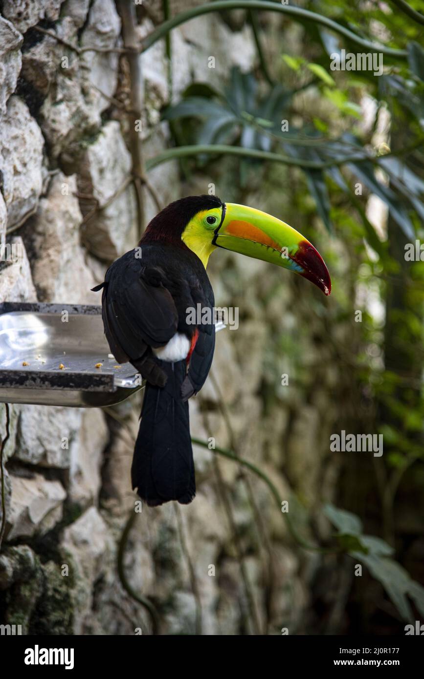Selective of a toucan near a wall in a zoo Stock Photo - Alamy