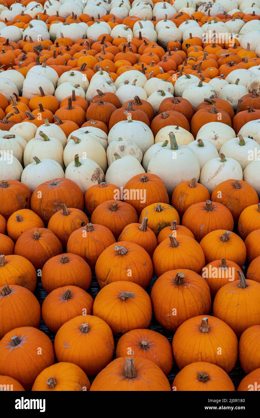 Orange and white pumpkin varieties freshly harvested Stock Photo - Alamy