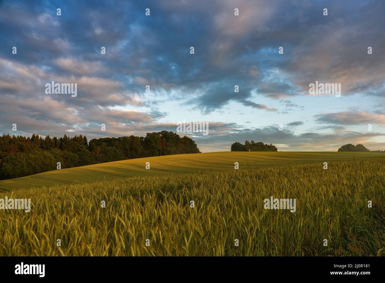 Rain clouds over wheat field Stock Photo - Alamy