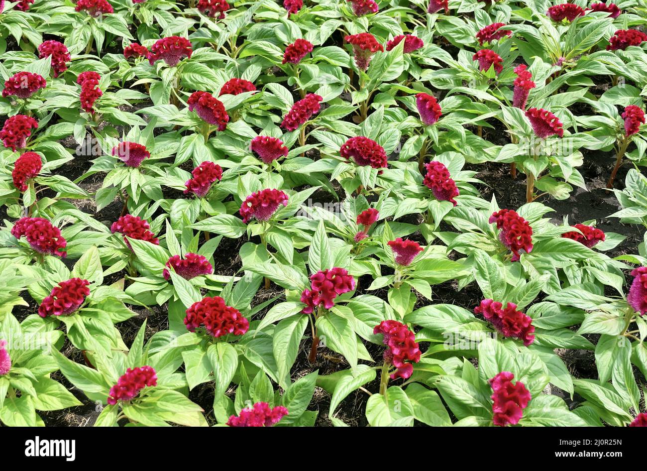 Beautiful Red Cockscomb, Woolflowers or Celosia Cristata Flowers ...