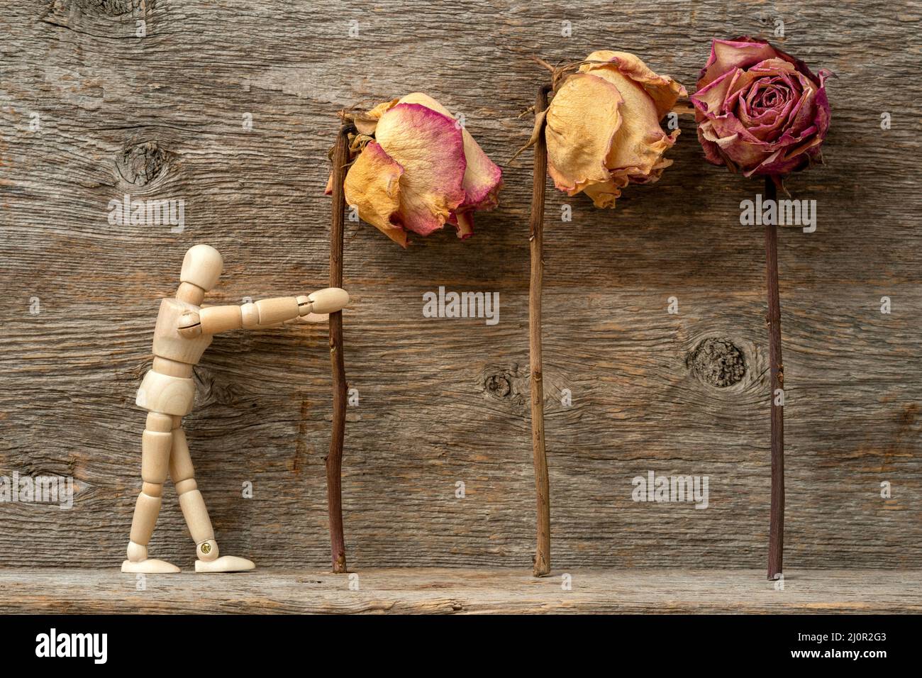 Man dying rose hi-res stock photography and images - Alamy