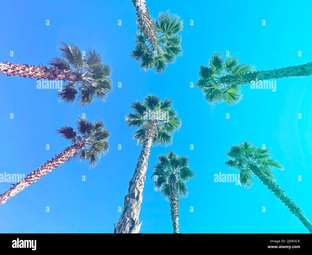 Palmtree gradient hi-res stock photography and images - Alamy