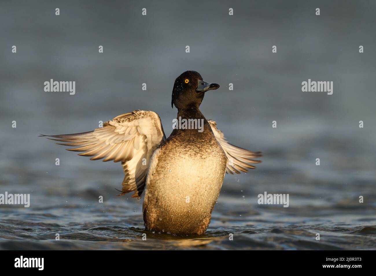 Tufted duck in its natural habitat in Denmark Stock Photo - Alamy