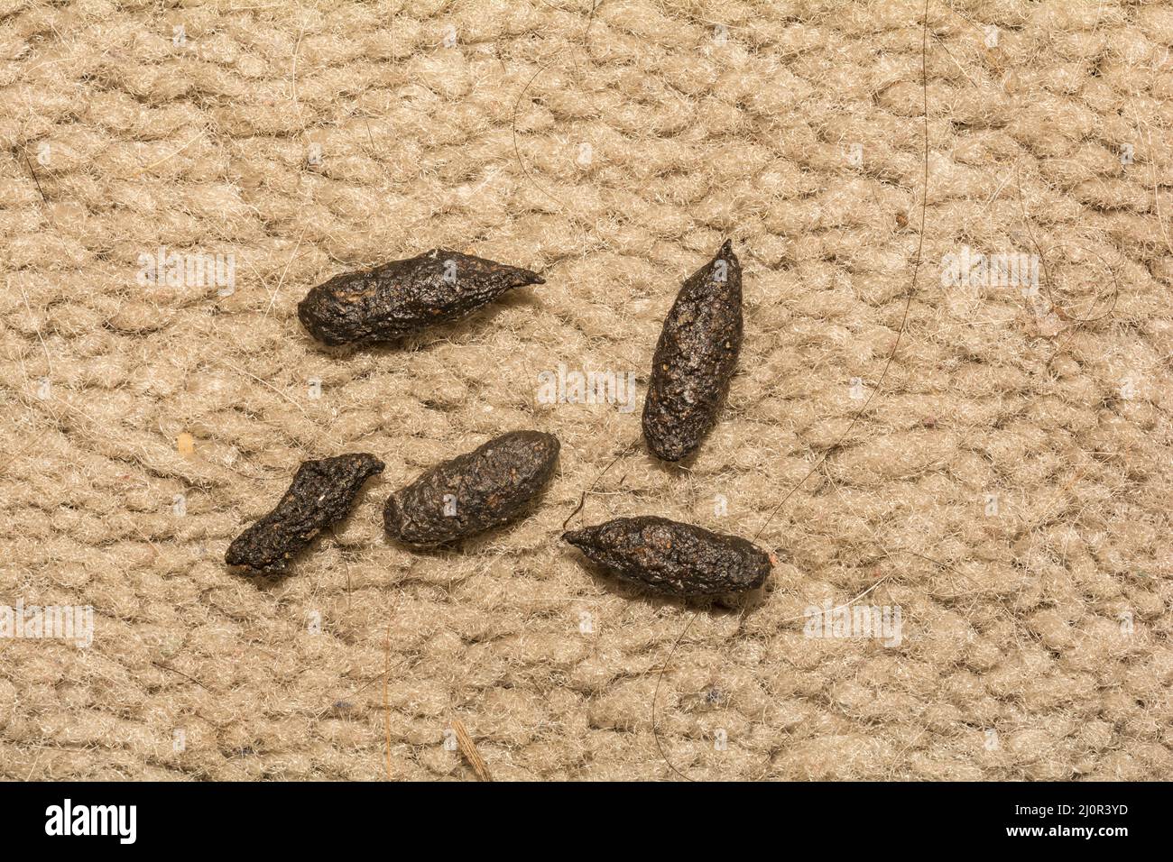 Norway Rat Feces - Rattus norvegicus Stock Photo - Alamy