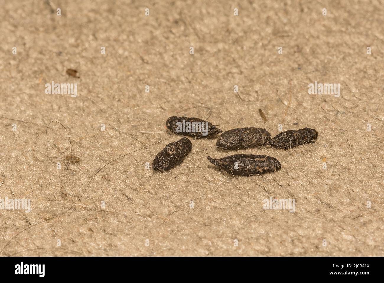 Norway Rat Feces - Rattus norvegicus Stock Photo - Alamy