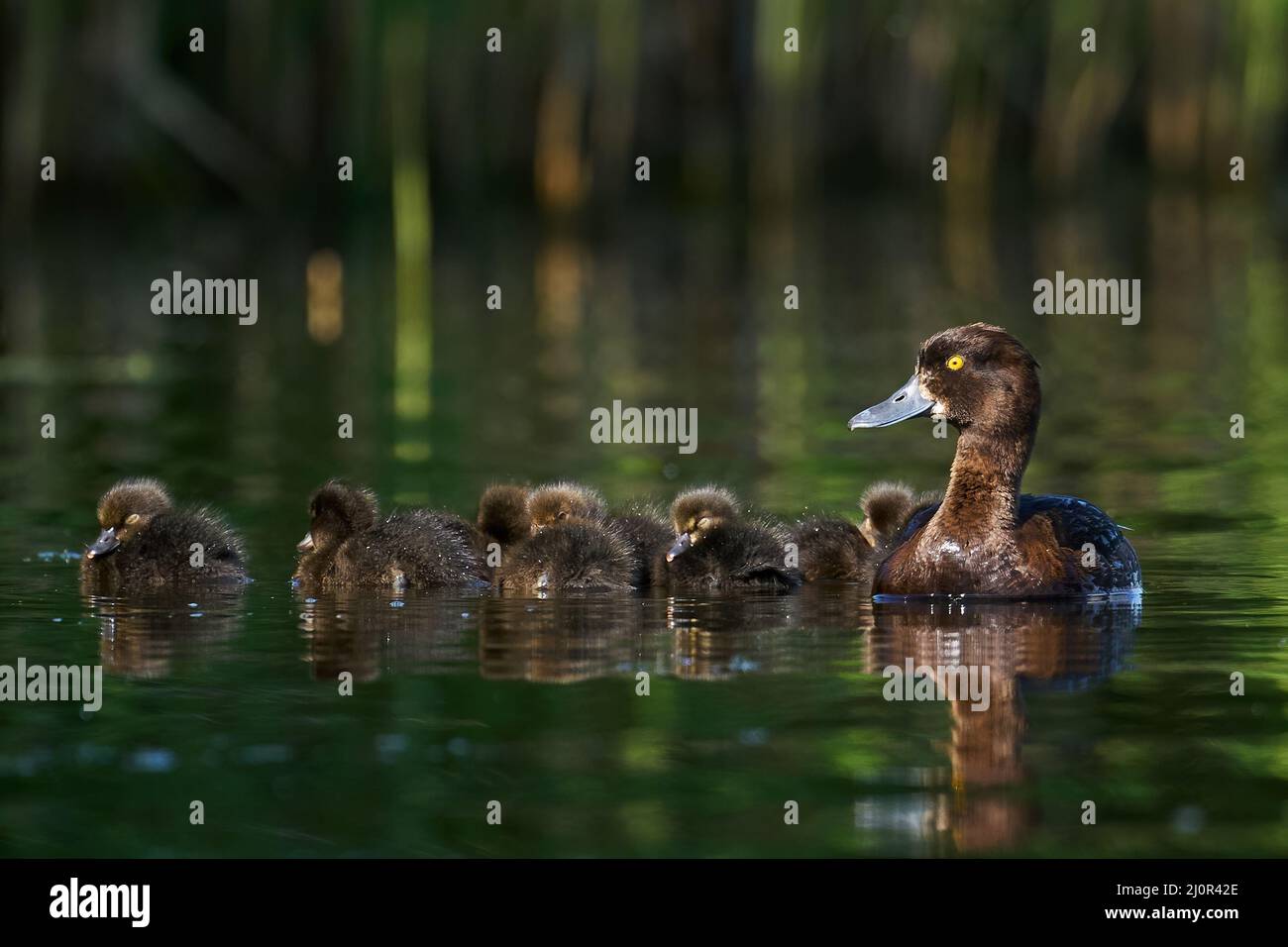 Female Tufted duck in its natural enviroment with her ducklings Stock ...