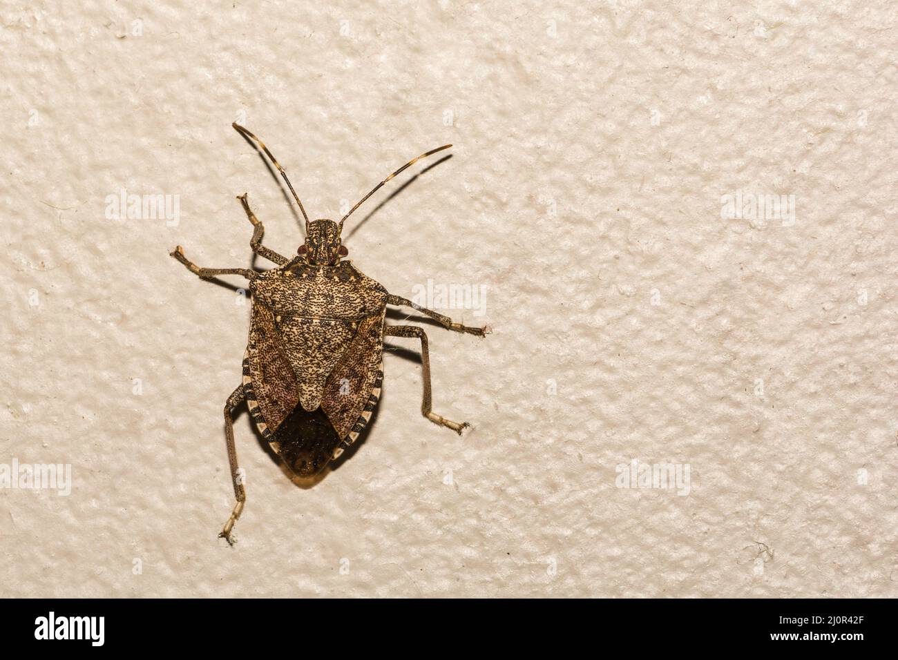 Brown Marmorated Stink Bug - Halyomorpha halys Stock Photo - Alamy