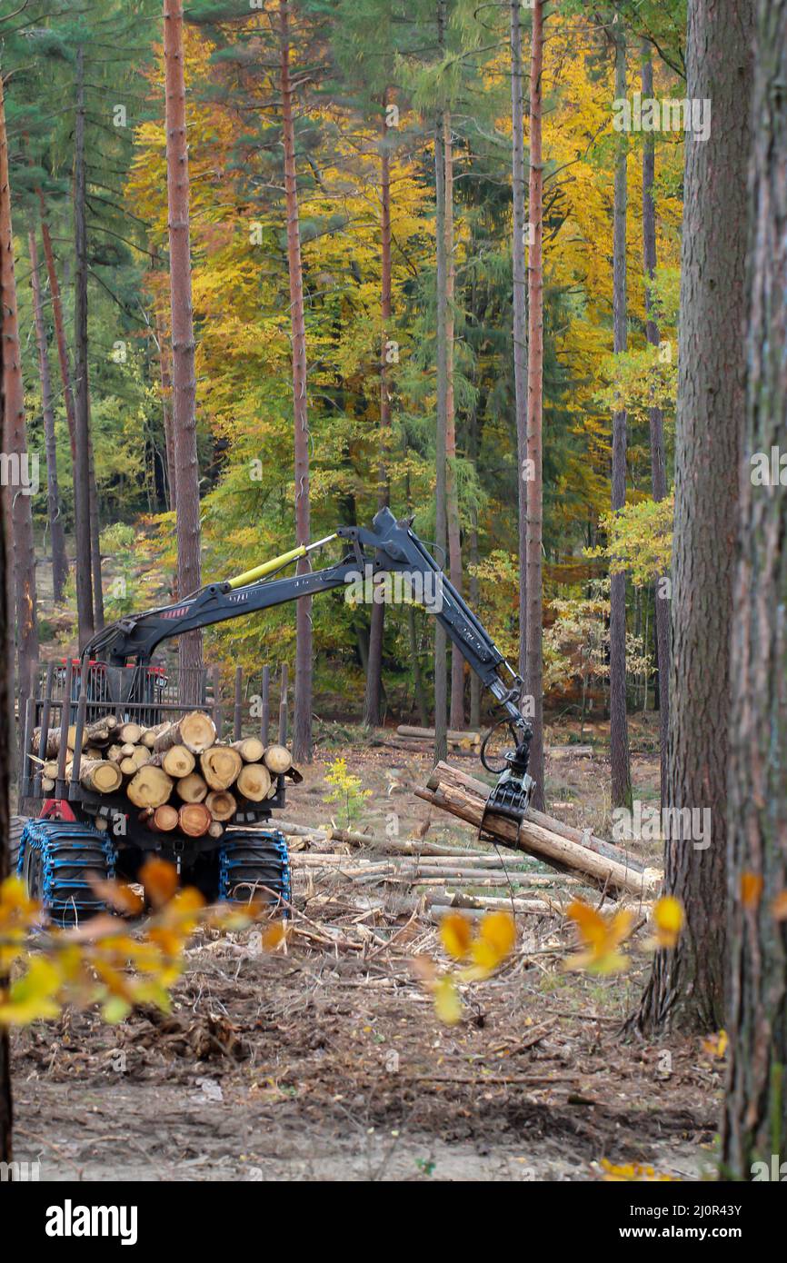A forest vehicle in a forest clearing felled trees Stock Photo - Alamy