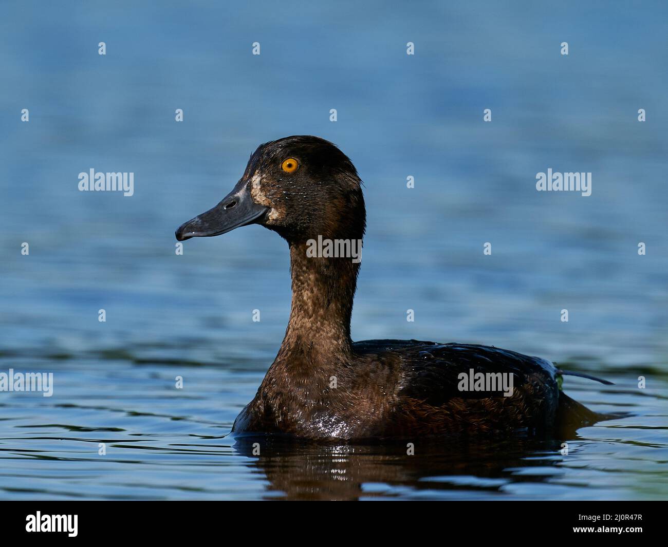 Female Tufted duck in its natural enviroment Stock Photo - Alamy