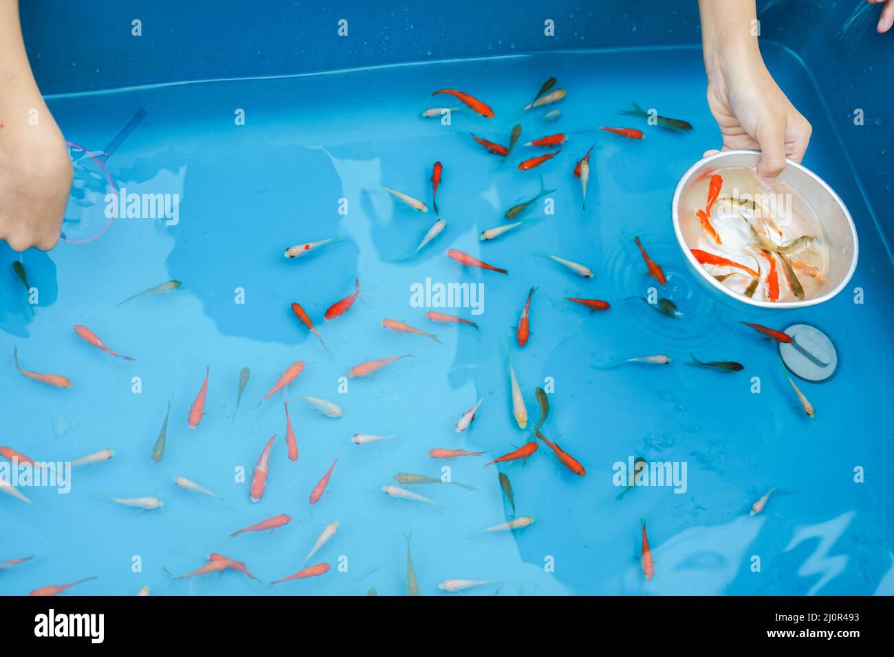 Image of goldfish salvation of summer festival Stock Photo - Alamy