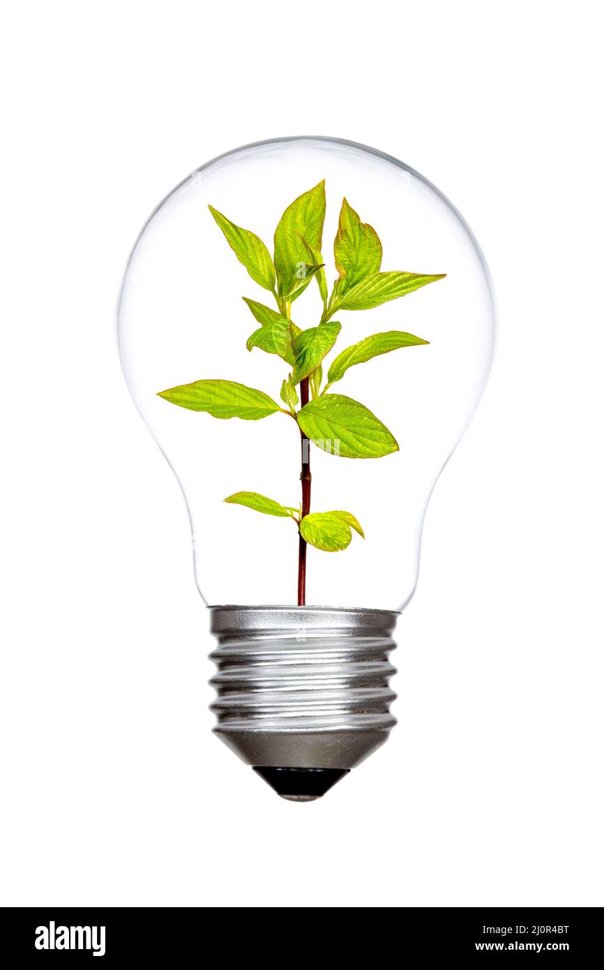 Light bulb with green twig inside Stock Photo - Alamy
