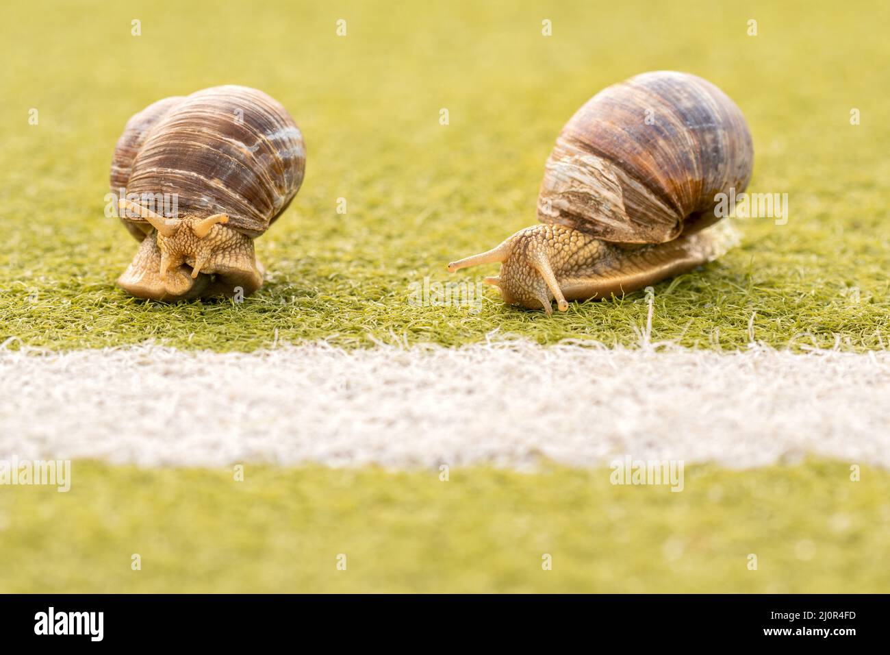 Two snails on the the start or finish line Stock Photo - Alamy