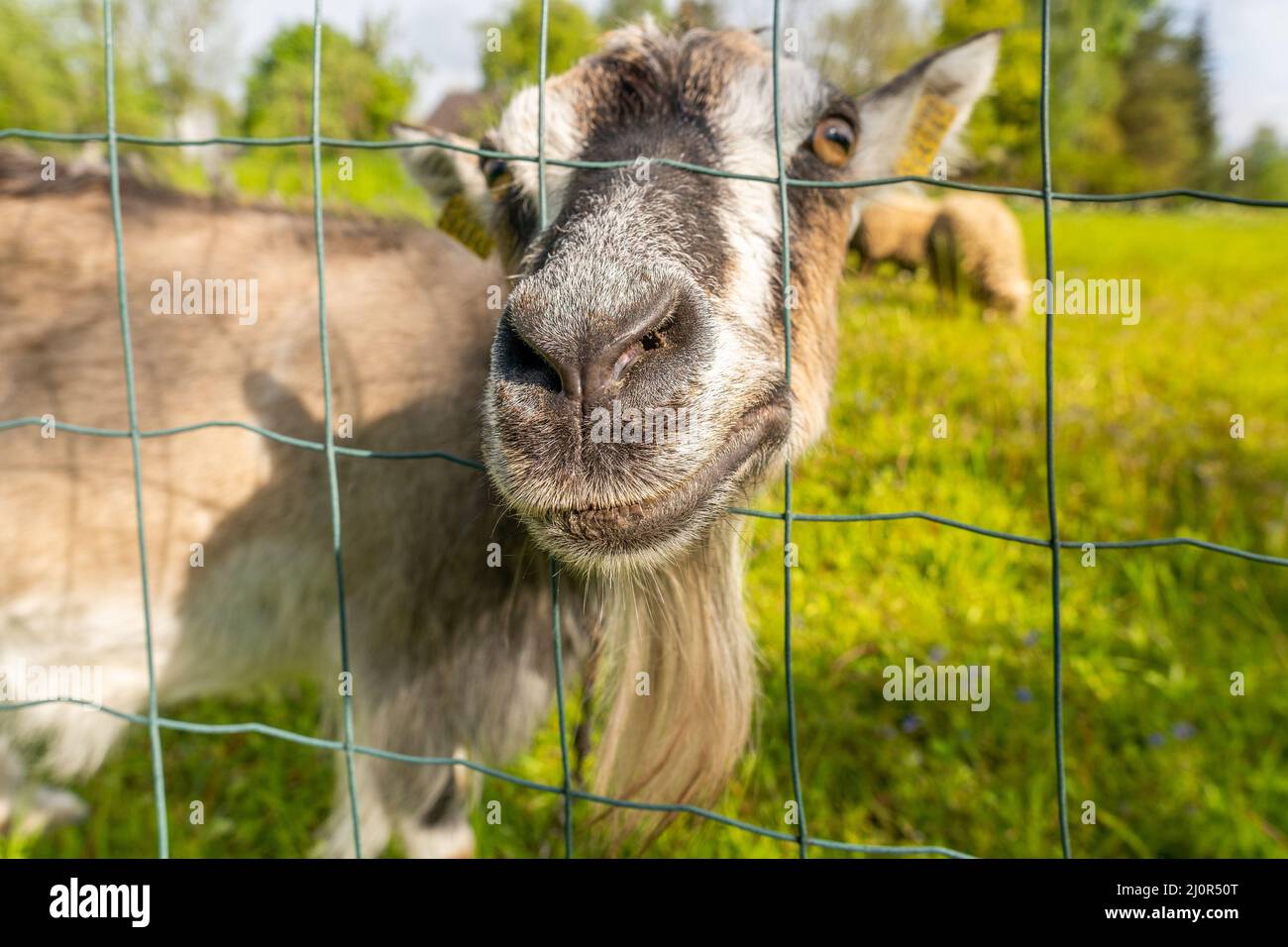 Curious goat sticking out head through a net Stock Photo - Alamy