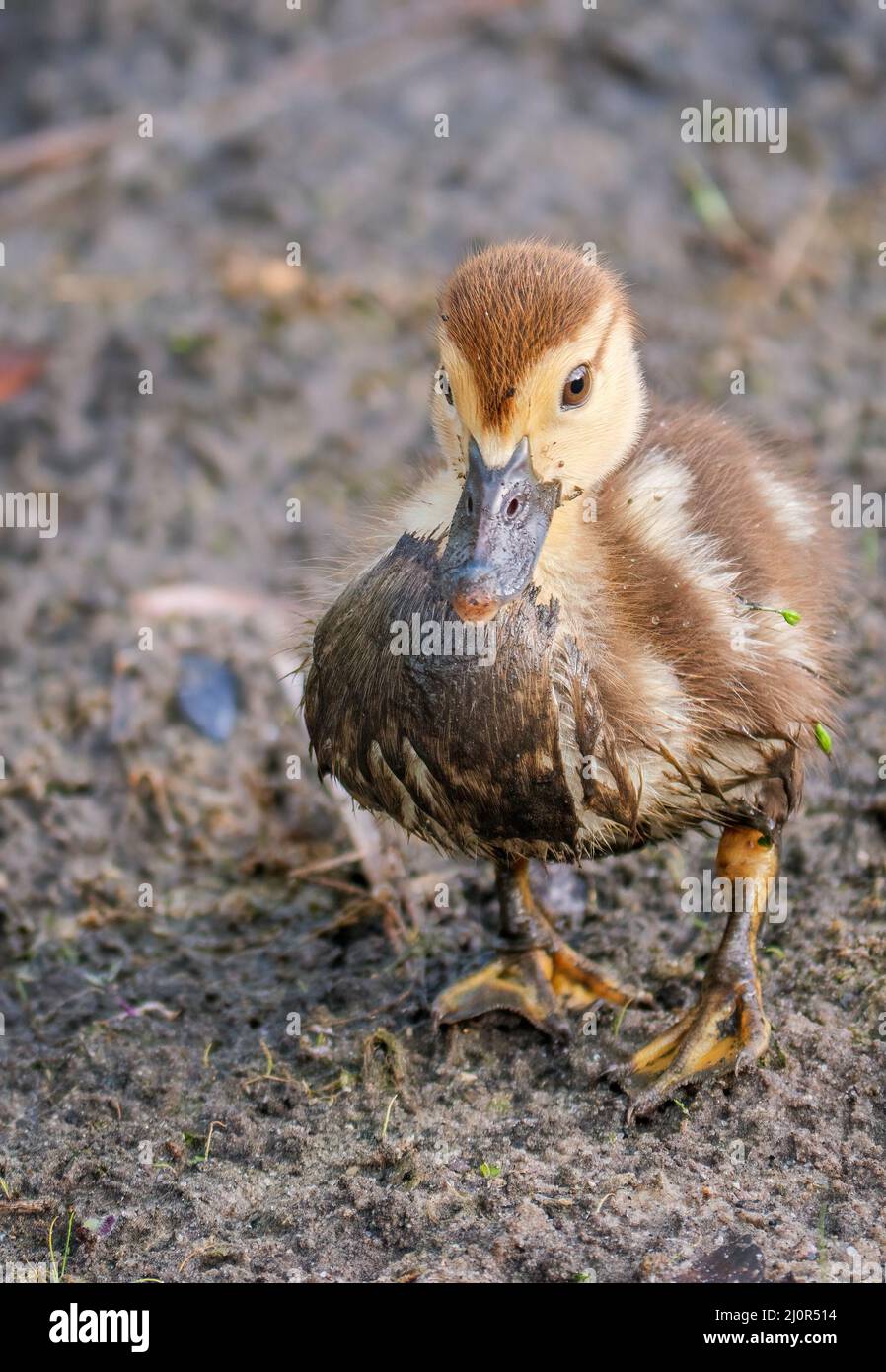 Closeup shot of an adorable baby duckling on a field Stock Photo - Alamy