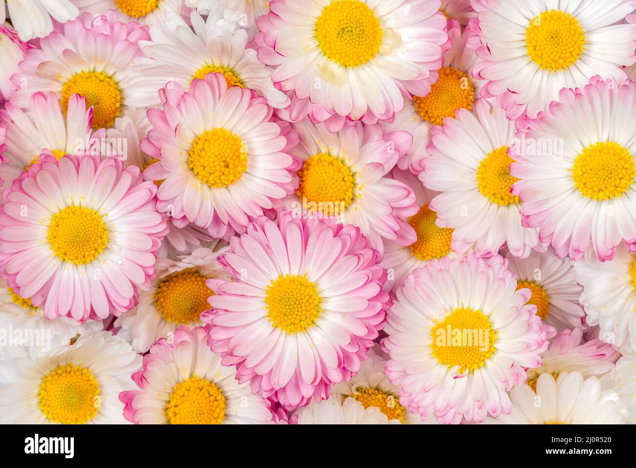 Amazing daisies, Bellis perennis flower heads Stock Photo - Alamy