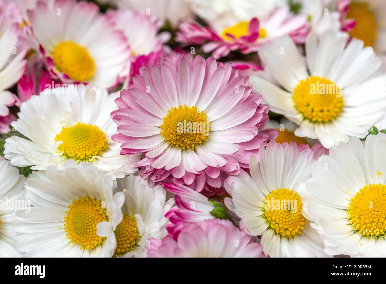 Beautiful flowers close up lively hi-res stock photography and images ...