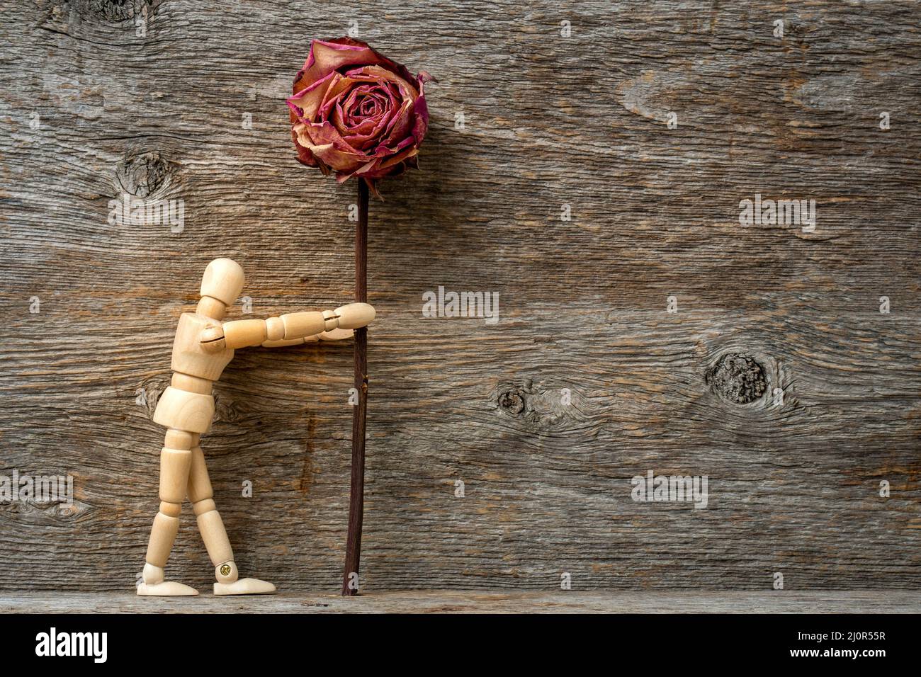Man holding single red rose hi-res stock photography and images - Alamy