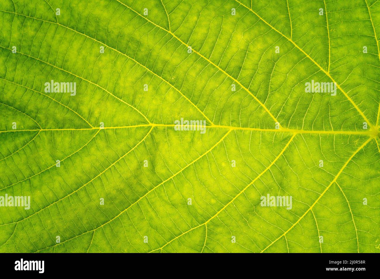 Fresh green leaf texture Stock Photo - Alamy