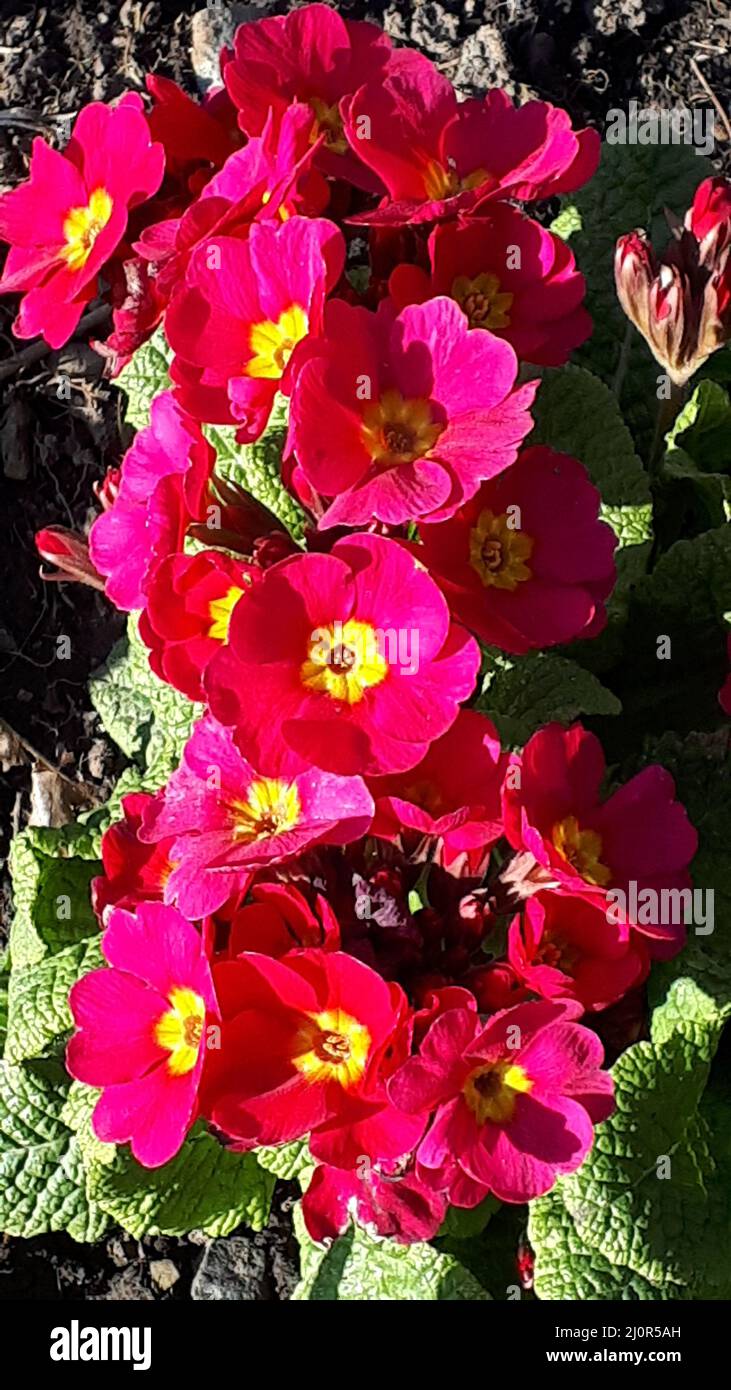 Primula vulgaris, the common primrose, is a species of flowering plant ...