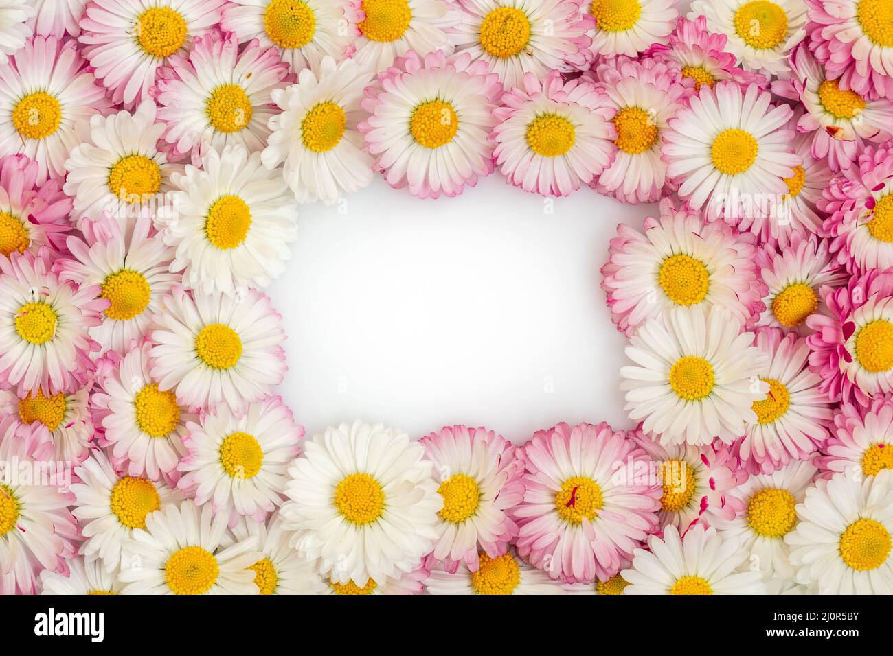 Flat lay frame border made of daisy flowers Stock Photo - Alamy