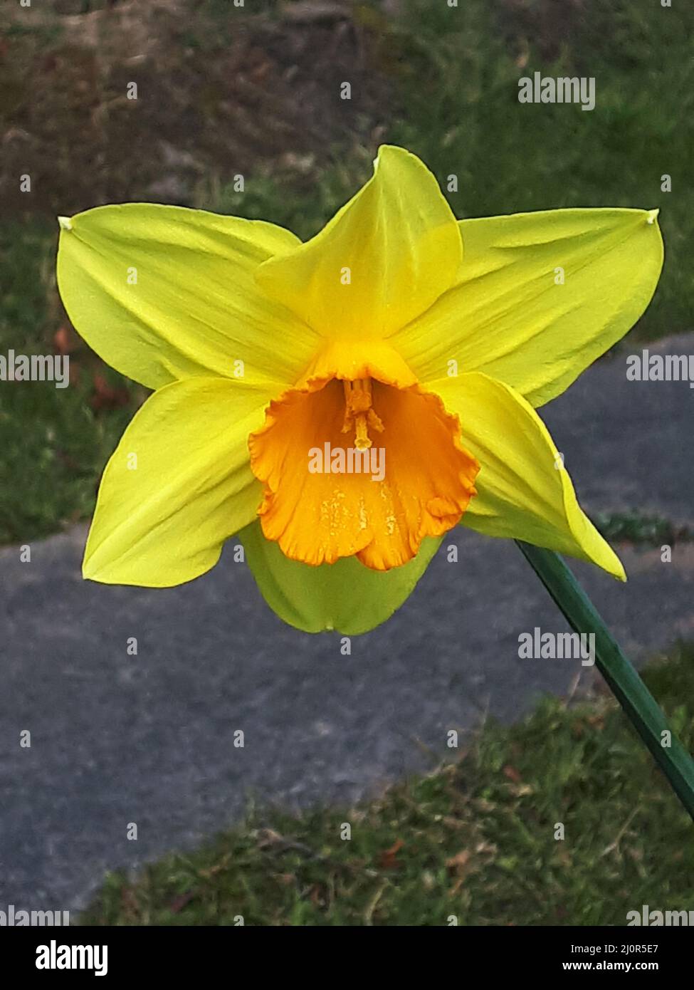 Daffodils with their trumpet shaped flowers are the heralds of ...
