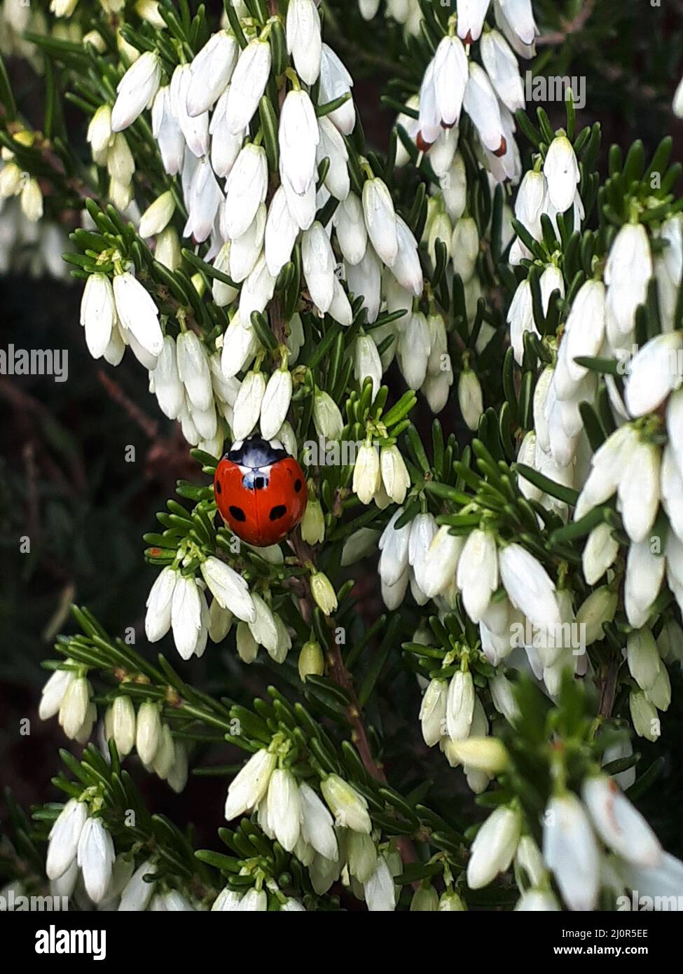 Ladybird tree bark hi-res stock photography and images - Alamy