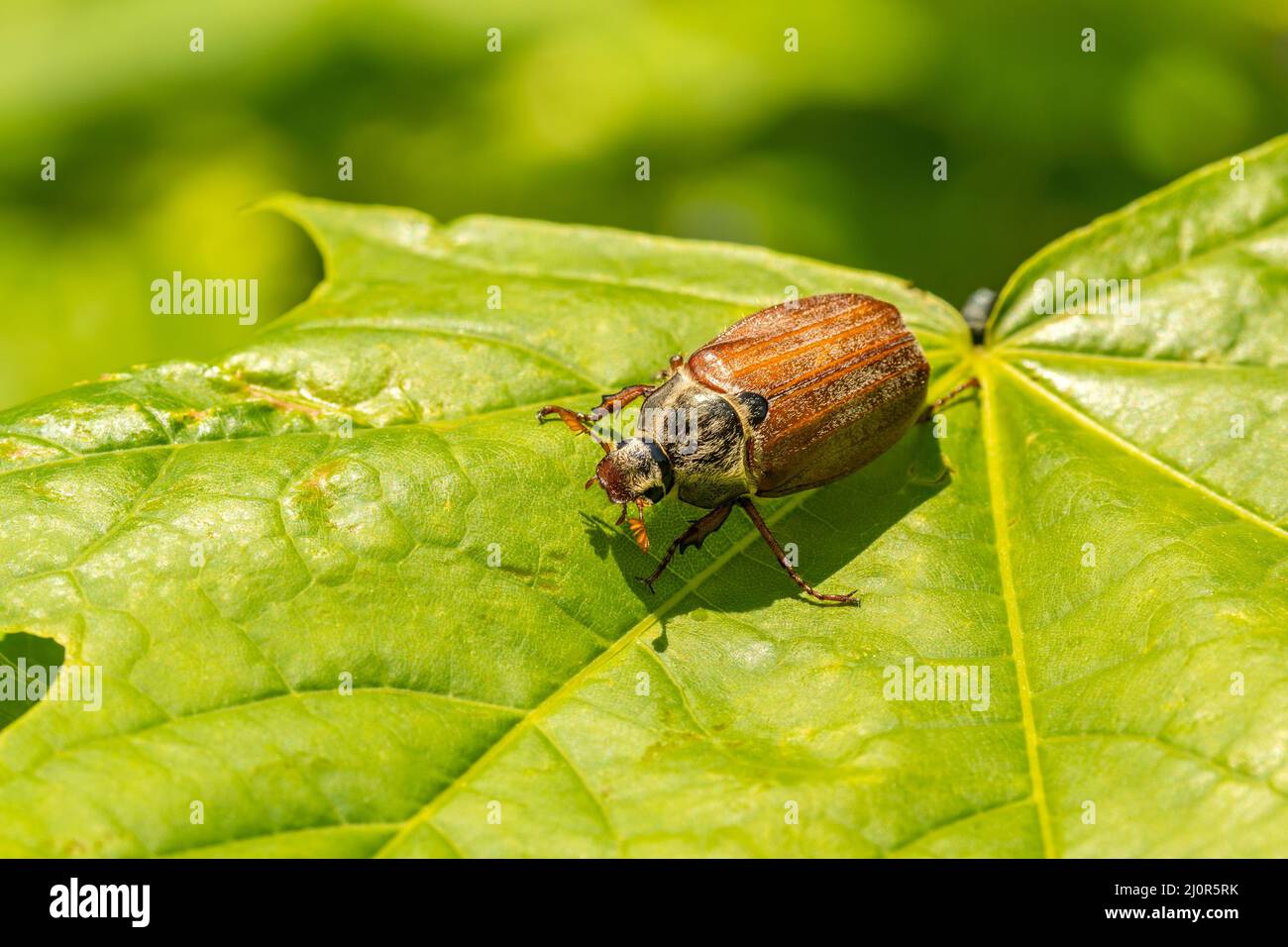Cockchafers hi-res stock photography and images - Alamy