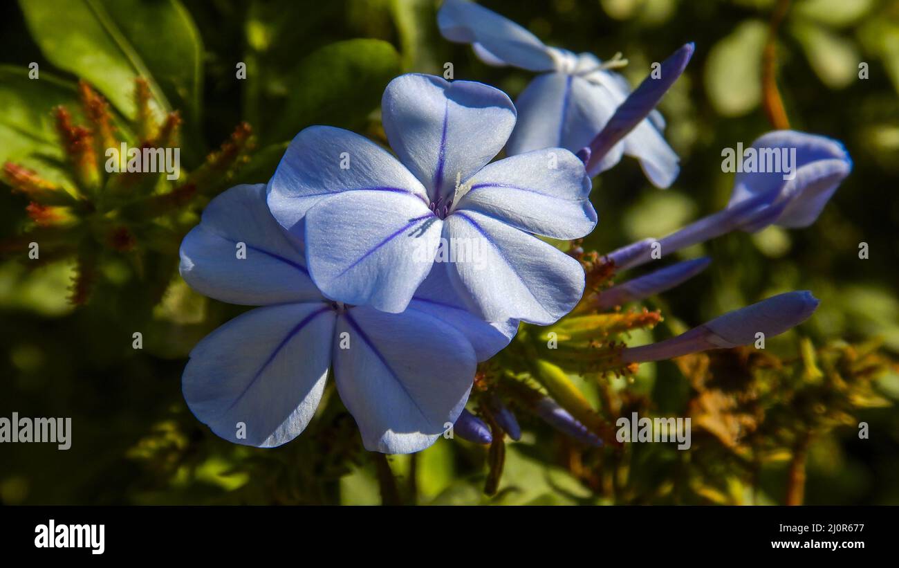 Closeup shot of Plumbago auriculata, the cape leadwort, blue plumbago ...