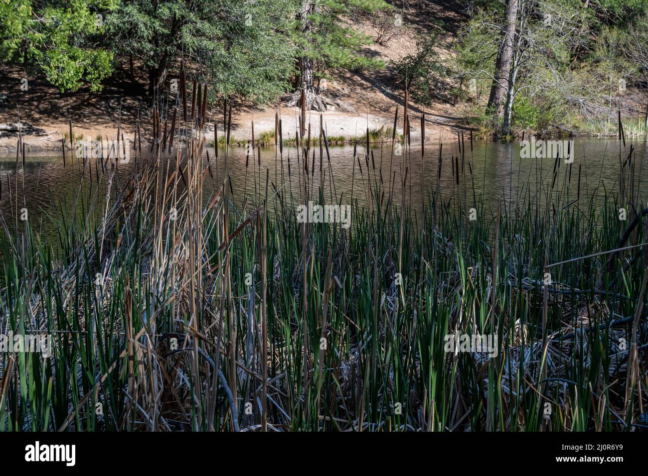 Fulmor Lake Picnic Area in Idylwild, California Stock Photo - Alamy