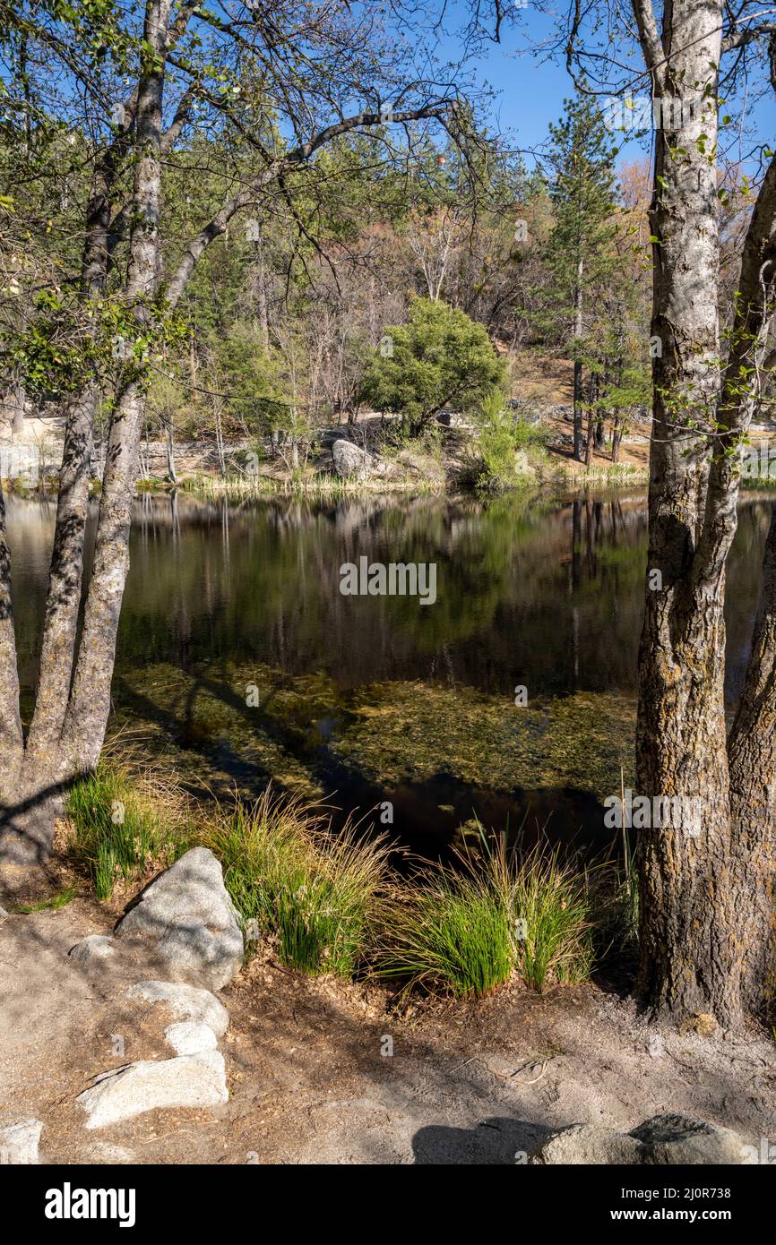 Fulmor Lake Picnic Area in Idylwild, California Stock Photo - Alamy