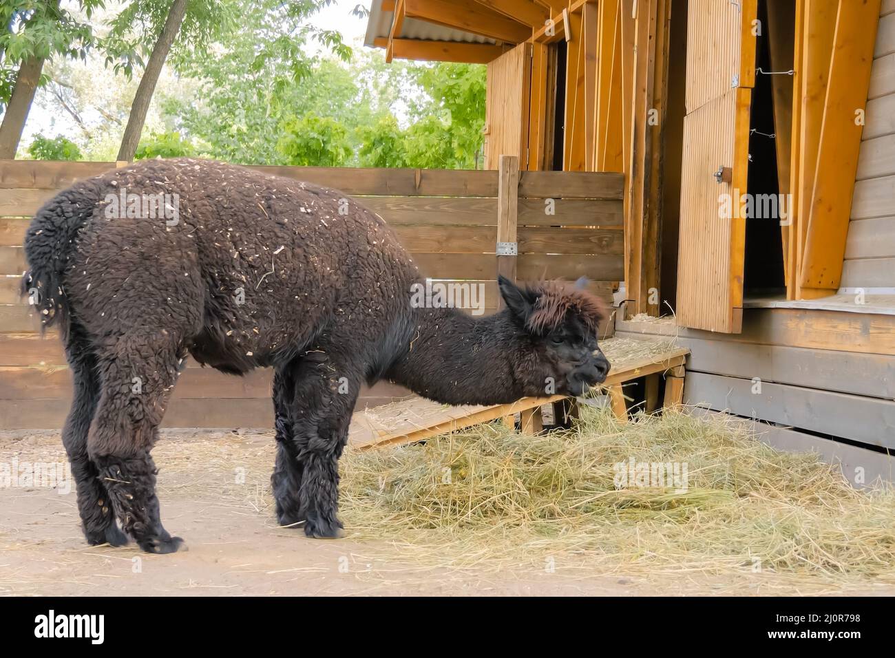Portrait of funny cute black alpaca eating hay at farm Stock Photo - Alamy