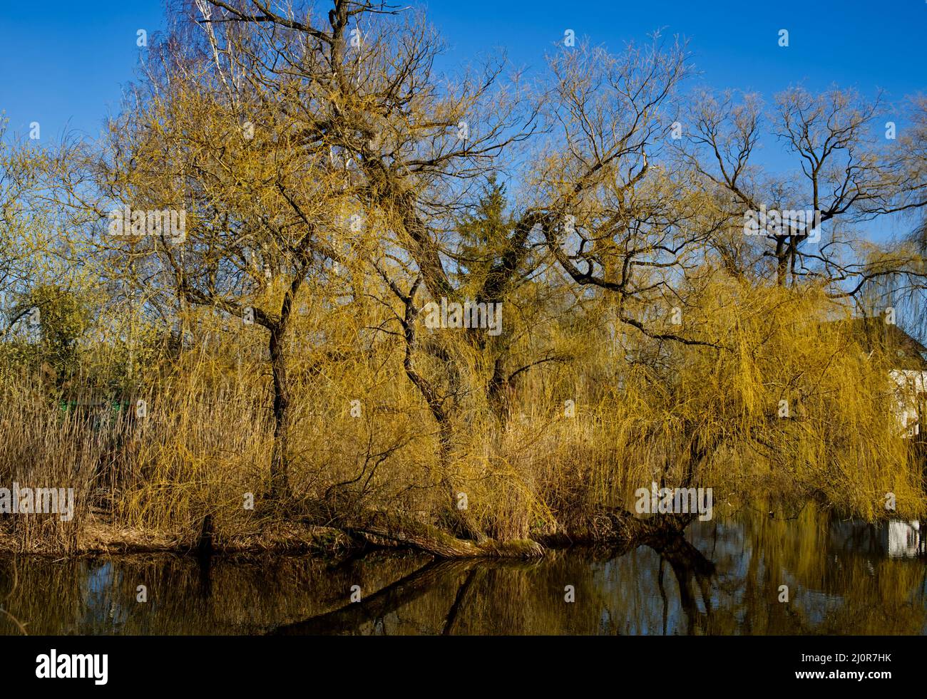Willow trees in blue sky with reflections in the water in an urban park ...